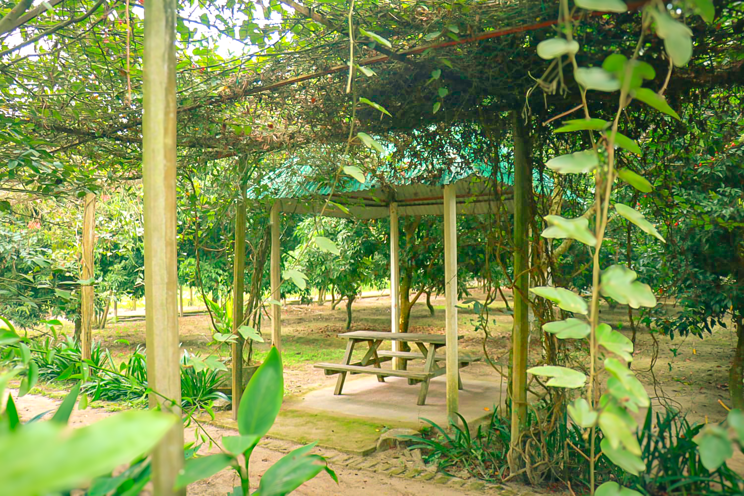 Teesta University