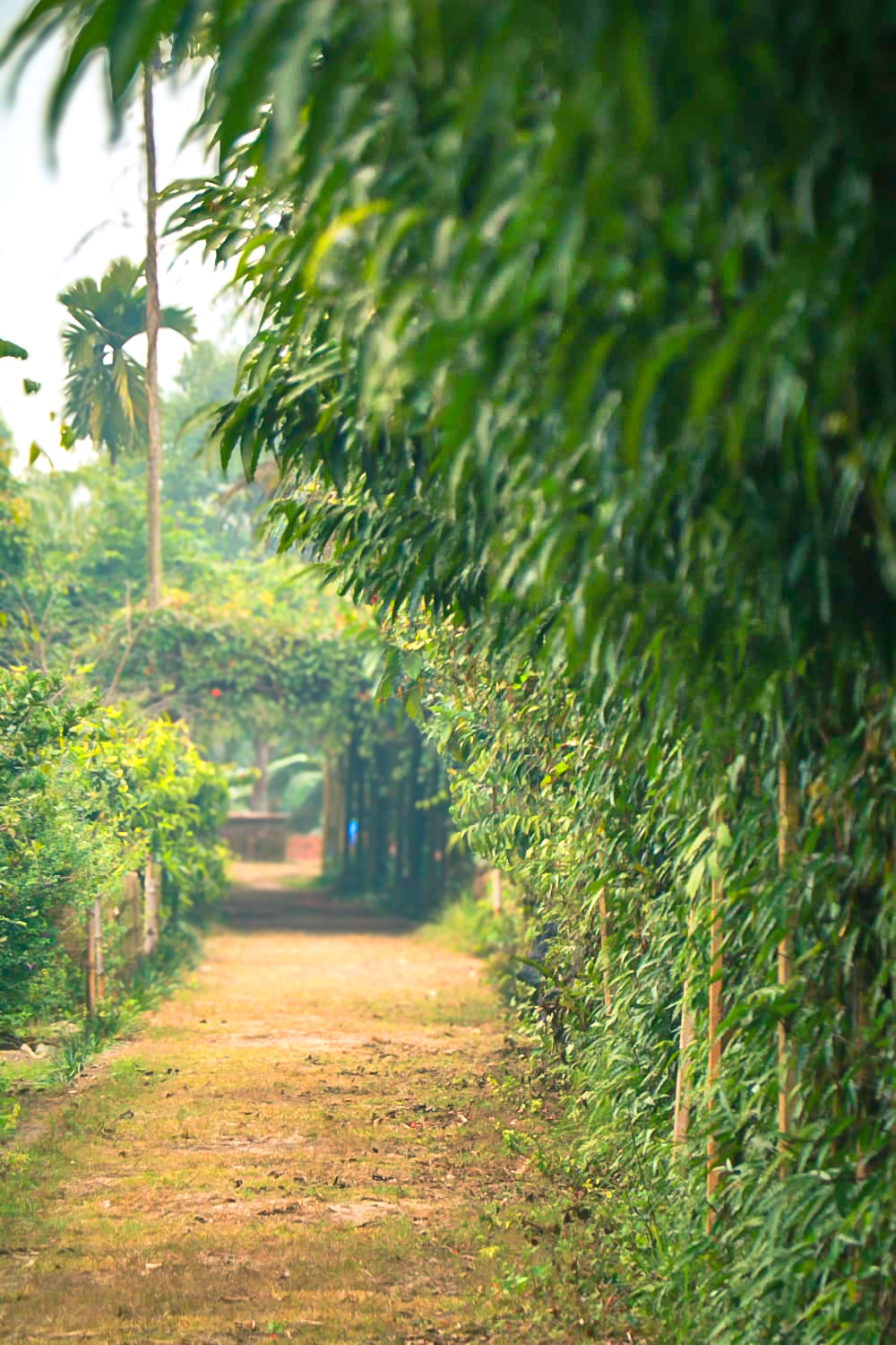 Teesta University